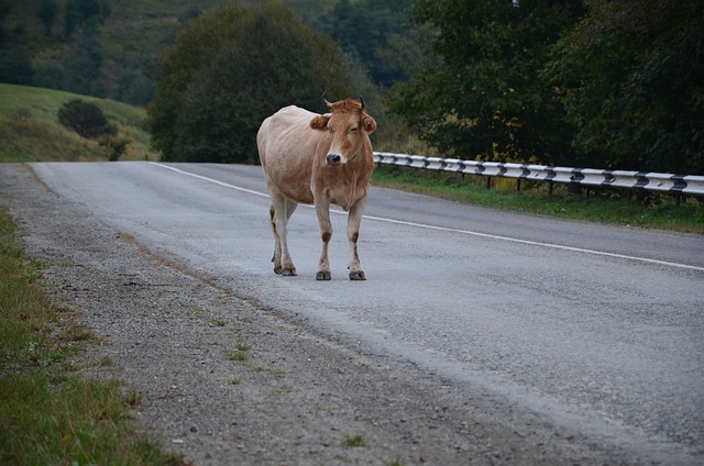 Important Road Safety Tips to Avoid Animal on the Road - Online Driver ...
